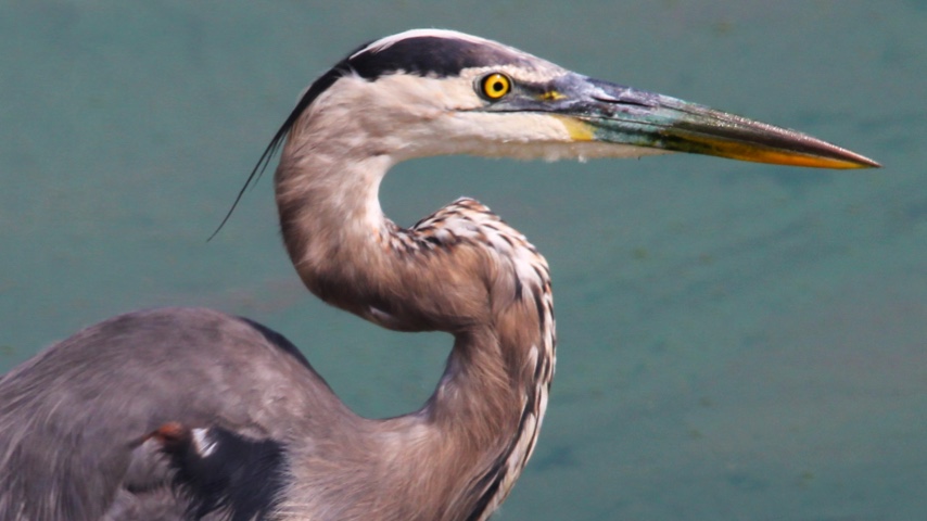 Birds of Atlanta: A New Atlanta Bird for Every Day - Paste