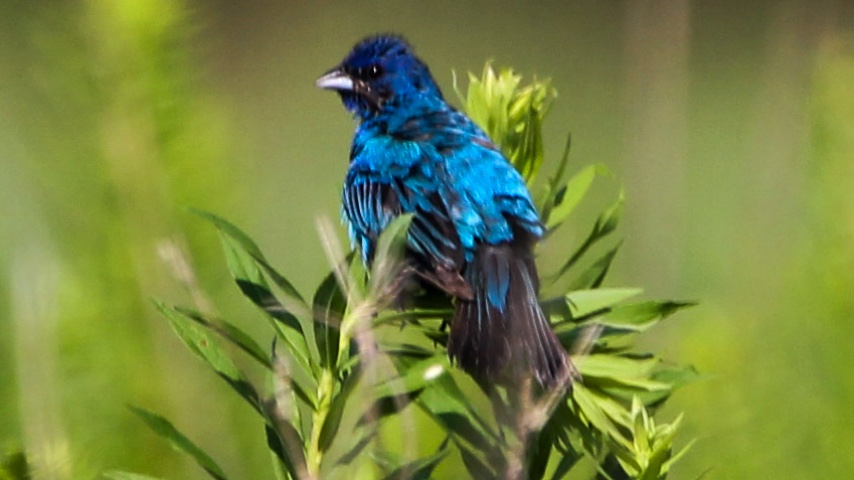 Birds of Atlanta: A New Atlanta Bird for Every Day - Paste