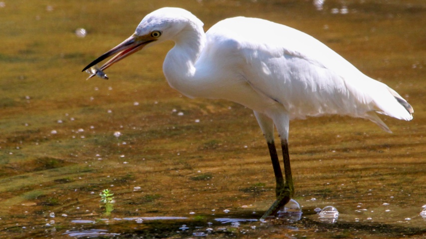 Birds of Atlanta: A New Atlanta Bird for Every Day - Paste