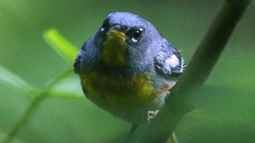Birds of Atlanta: A New Atlanta Bird for Every Day - Paste