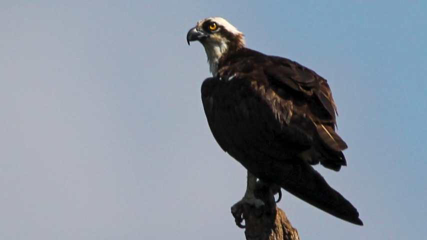 Birds of Atlanta: A New Atlanta Bird for Every Day - Paste