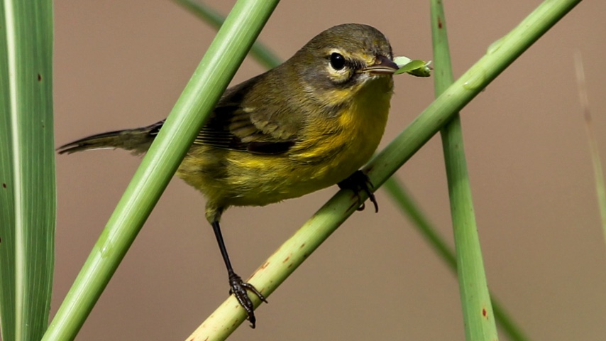 Birds of Atlanta: A New Atlanta Bird for Every Day - Paste