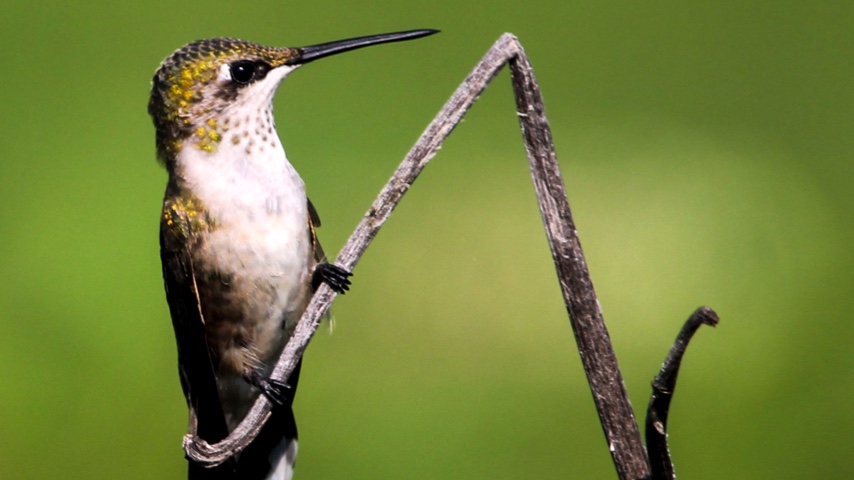 Birds of Atlanta: A New Atlanta Bird for Every Day - Paste