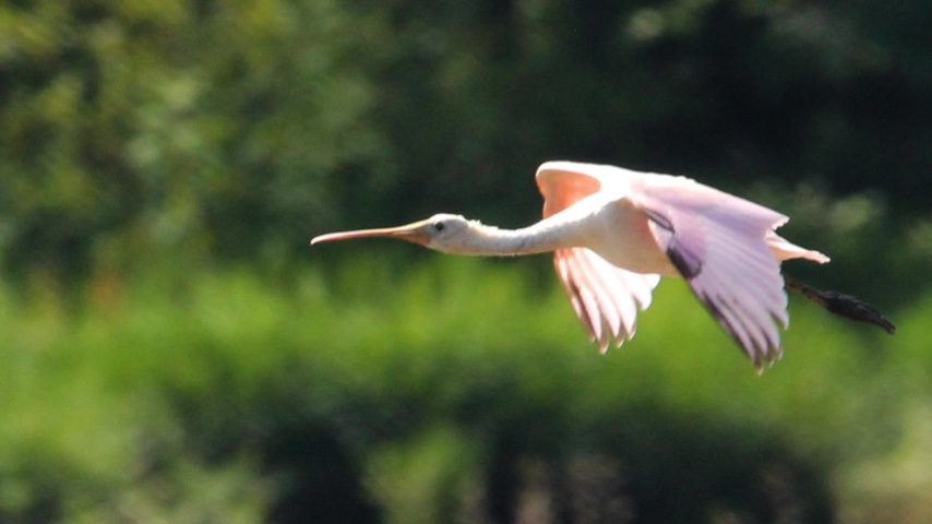 Birds of Atlanta: A New Atlanta Bird for Every Day - Paste