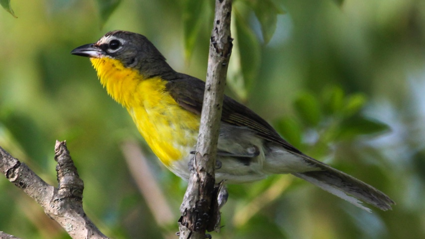 Birds of Atlanta: A New Atlanta Bird for Every Day - Paste
