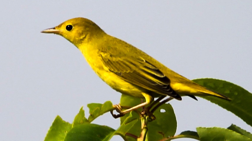 Birds of Atlanta: A New Atlanta Bird for Every Day - Paste