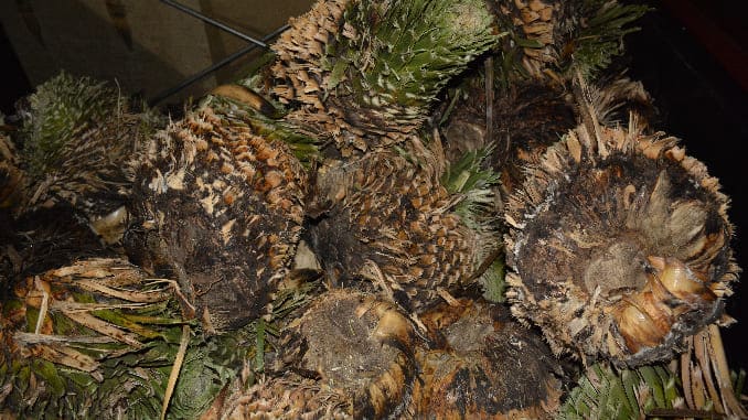 Sotol: The Spirit of the Desert in Texas - Paste